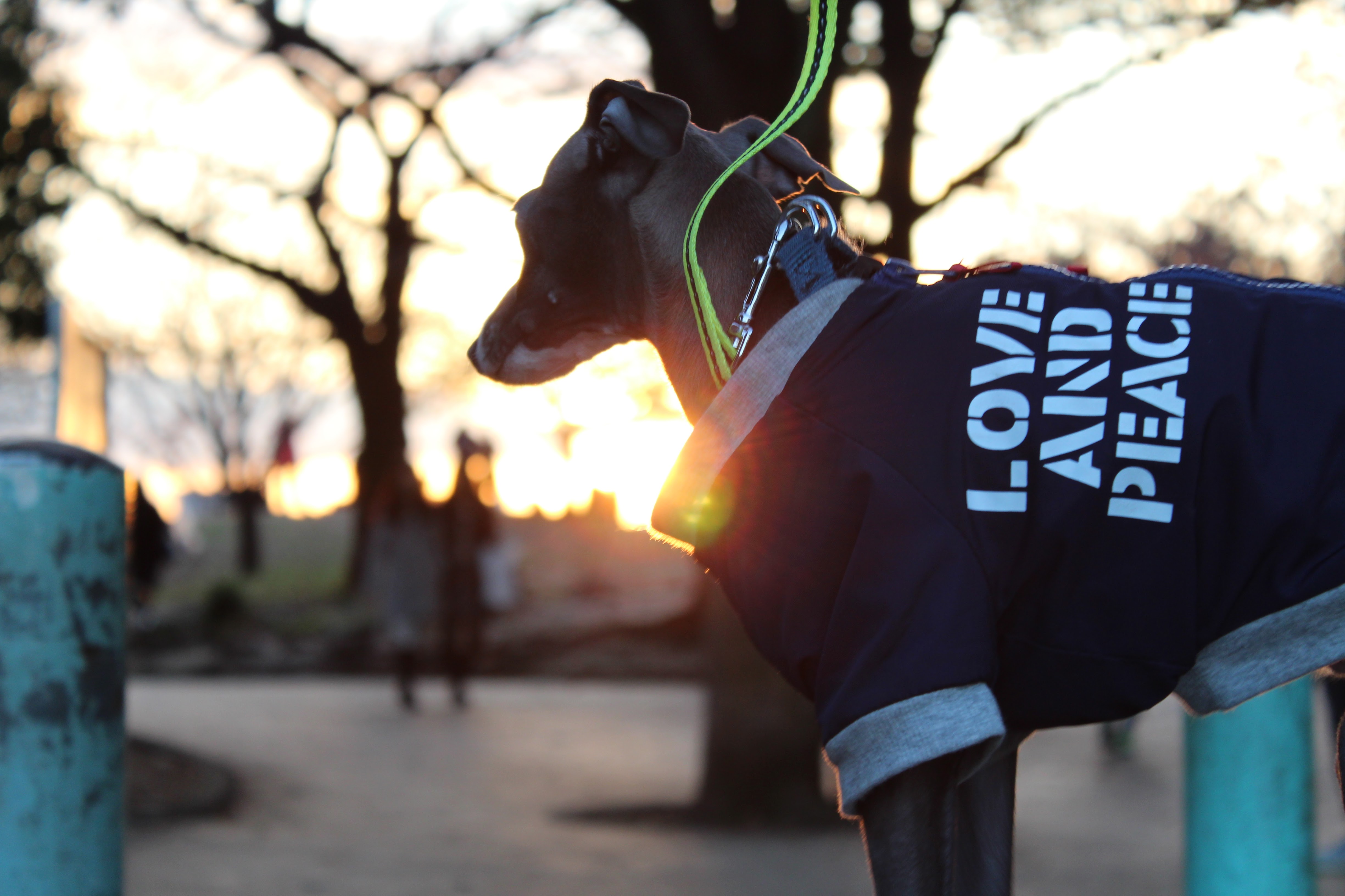 Blog customize & MEGUROGAWA – Italian Greyhound Style