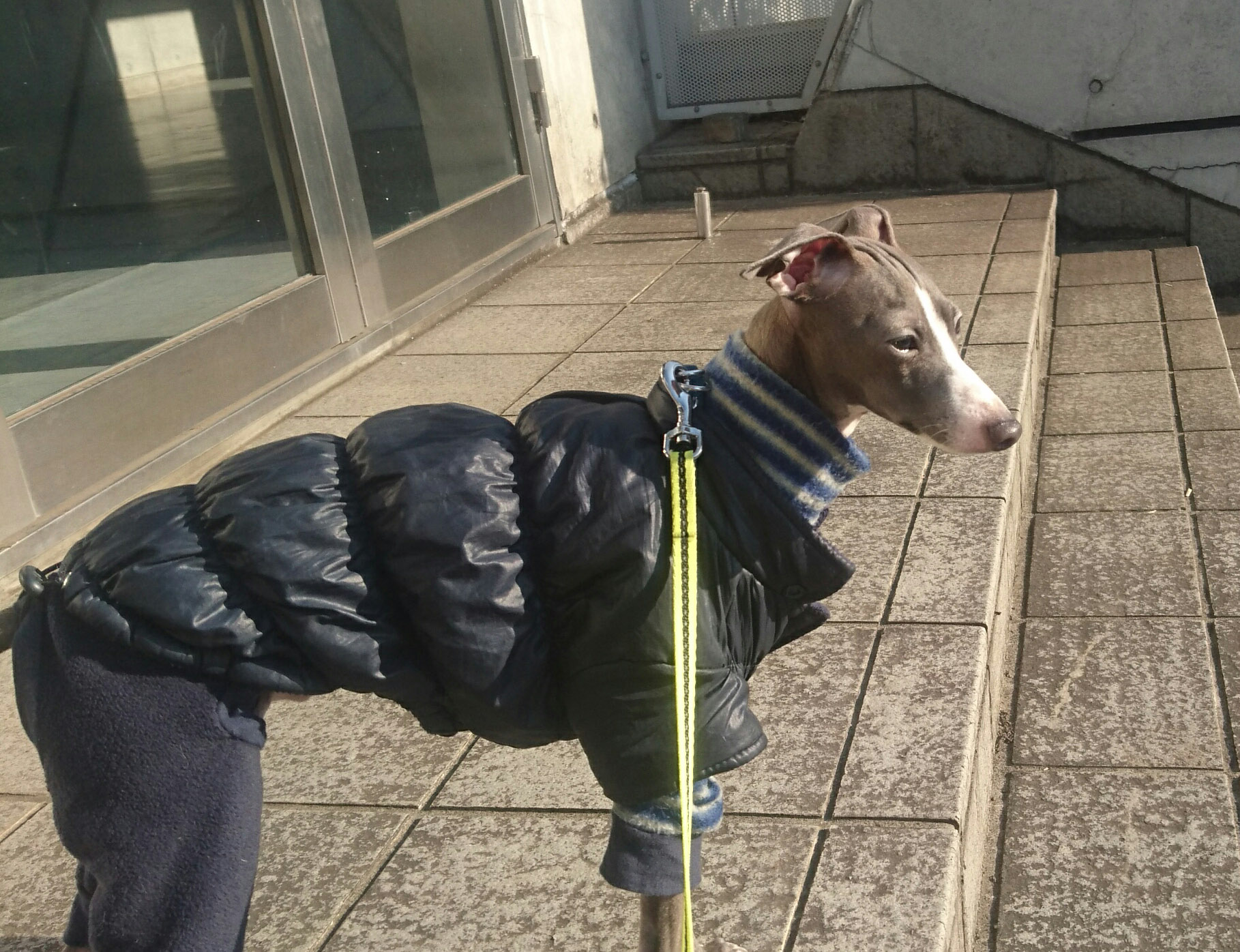 Border Collie – Italian Greyhound Style